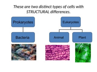 Cells: Cell Theory and Prokaryotic and Eukaryotic Cells.ppt