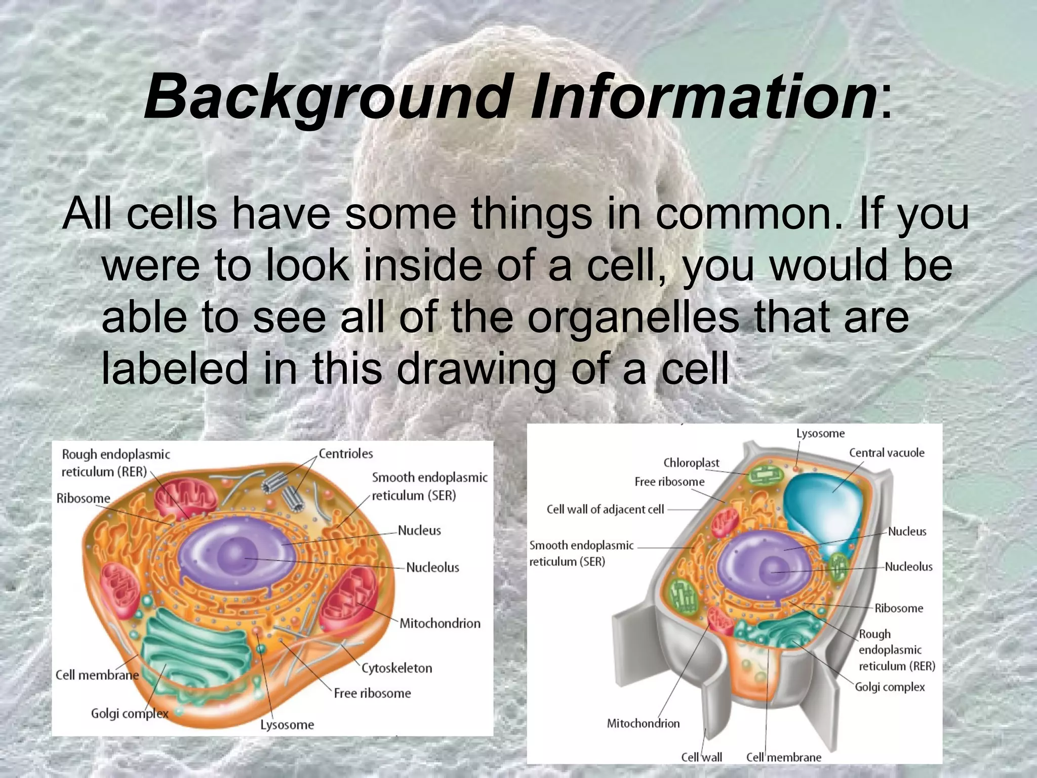 Cells 6th Grade | PPT