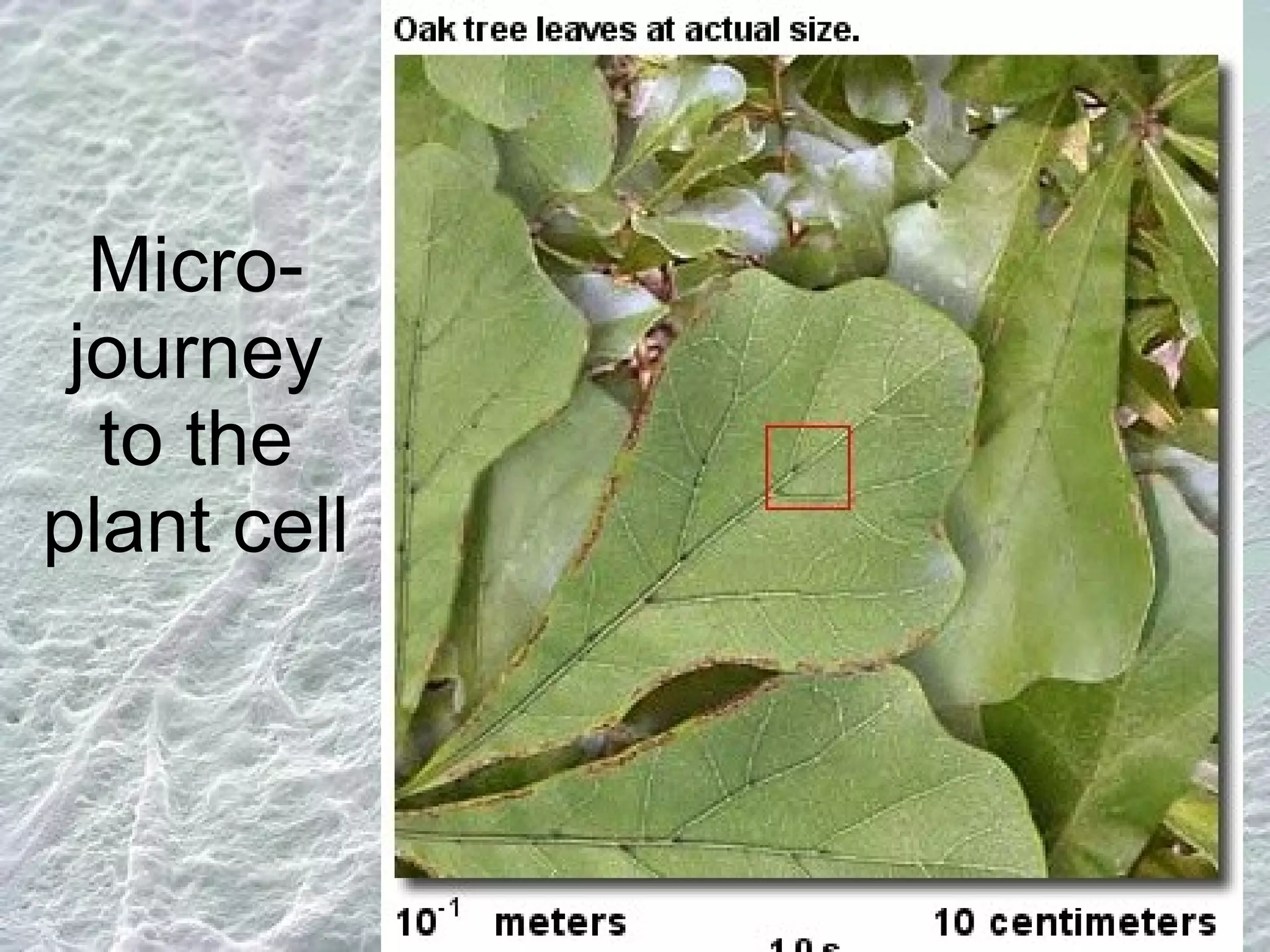 Cells 6th Grade | PPT