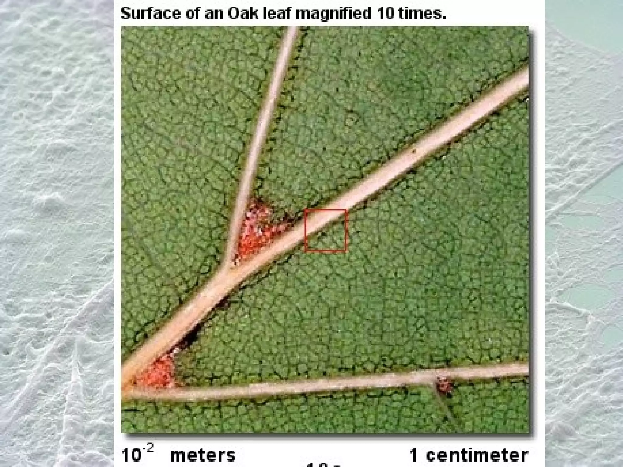 Cells 6th Grade | PPT