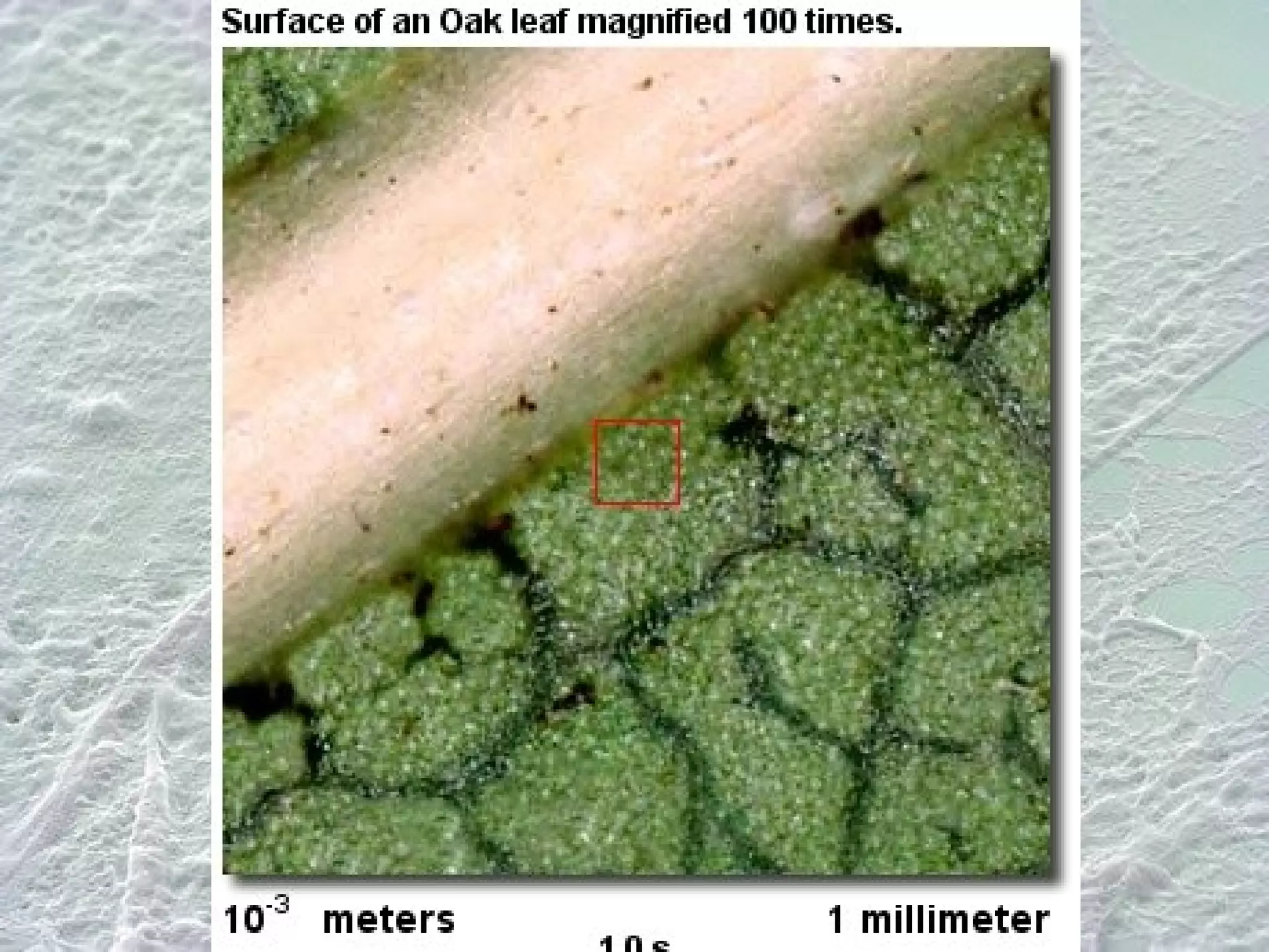 Cells 6th Grade | PPT