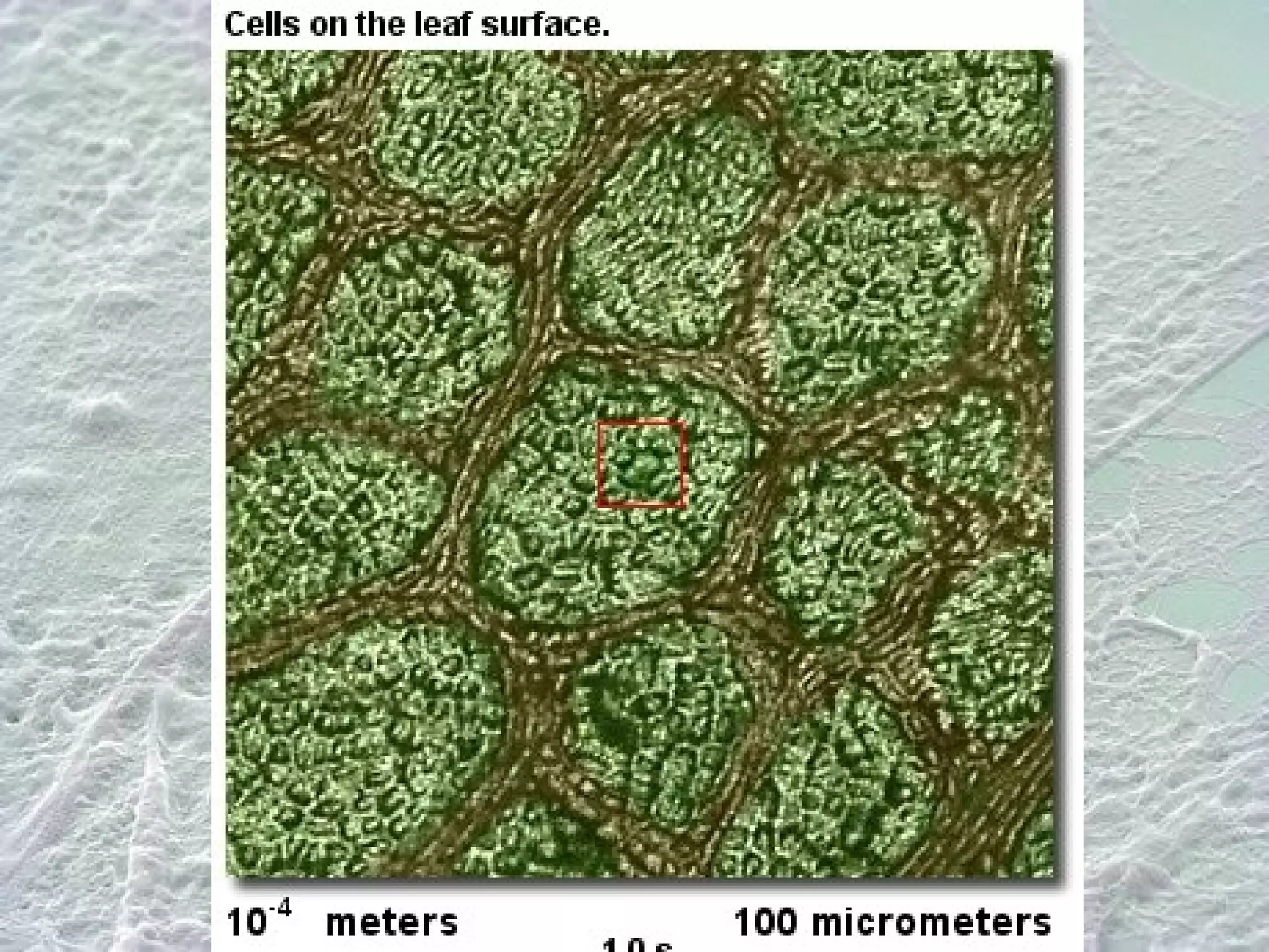 Cells 6th Grade | PPT