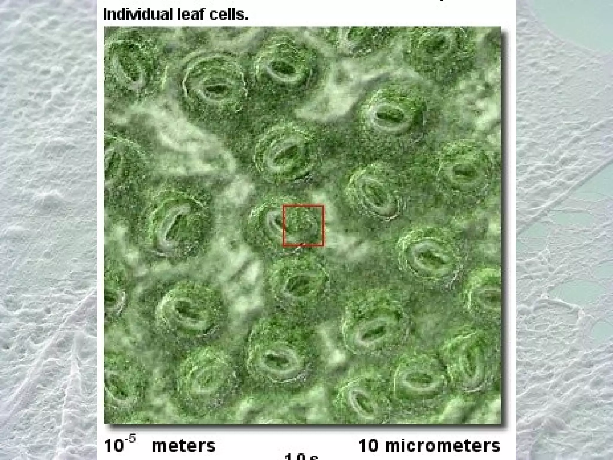 Cells 6th Grade | PPT