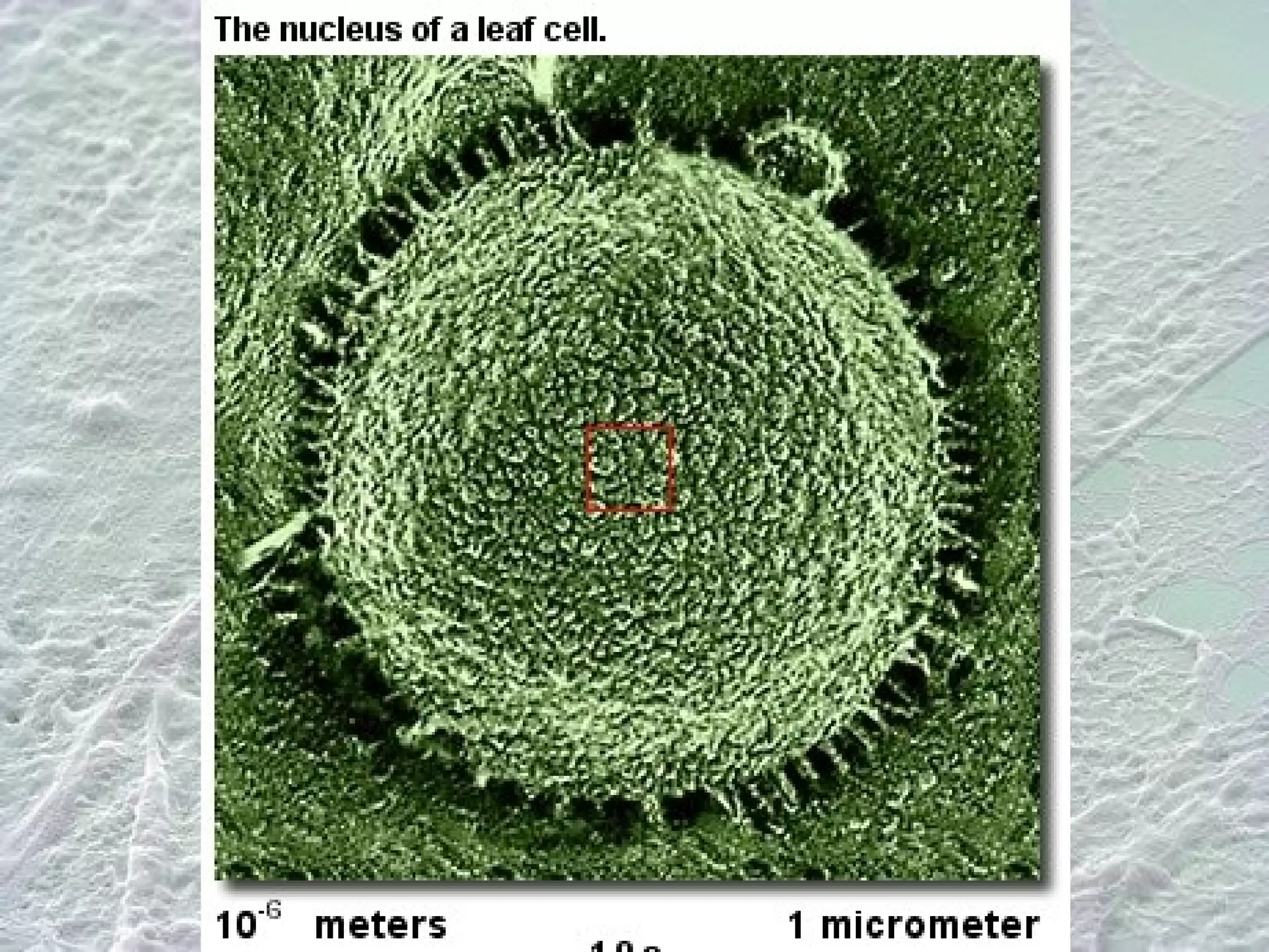Cells 6th Grade | PPT