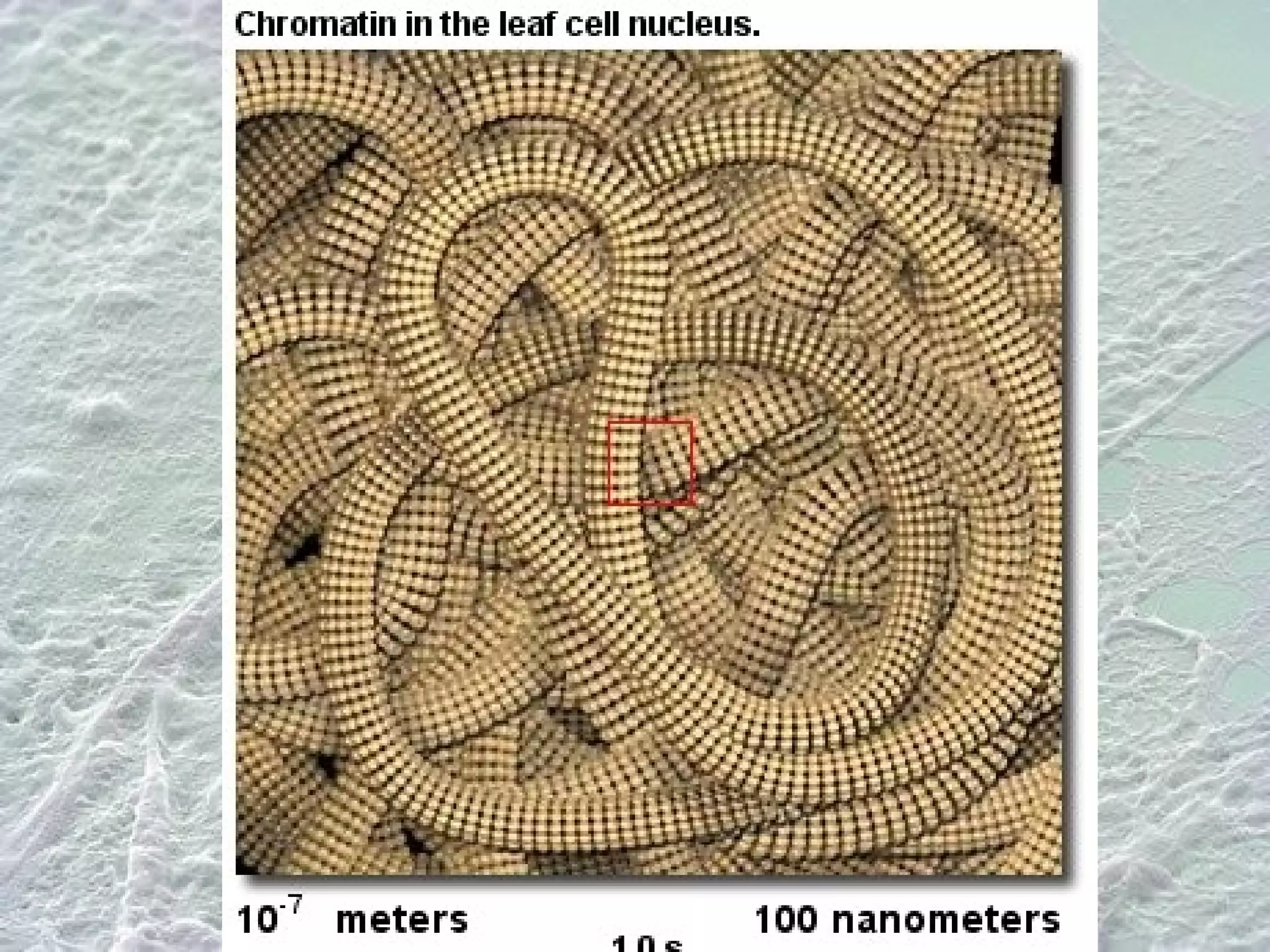 Cells 6th Grade | PPT