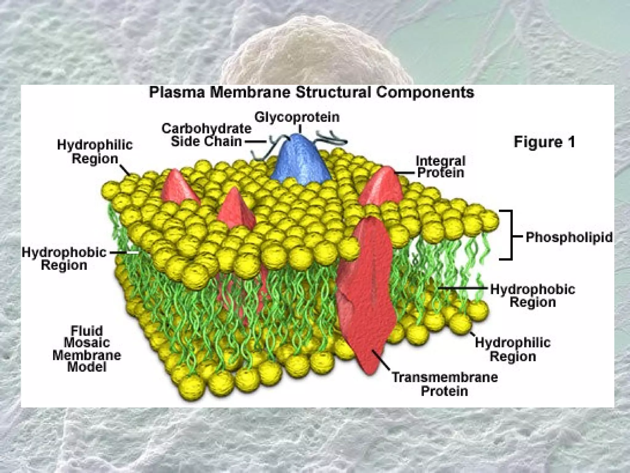 Cells 6th Grade | PPT