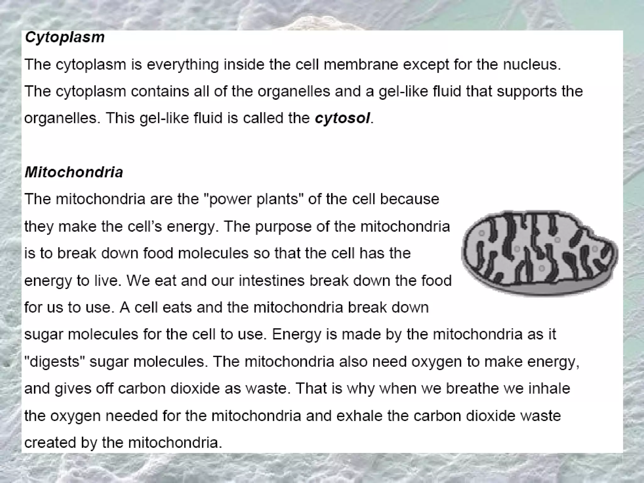 Cells 6th Grade | PPT