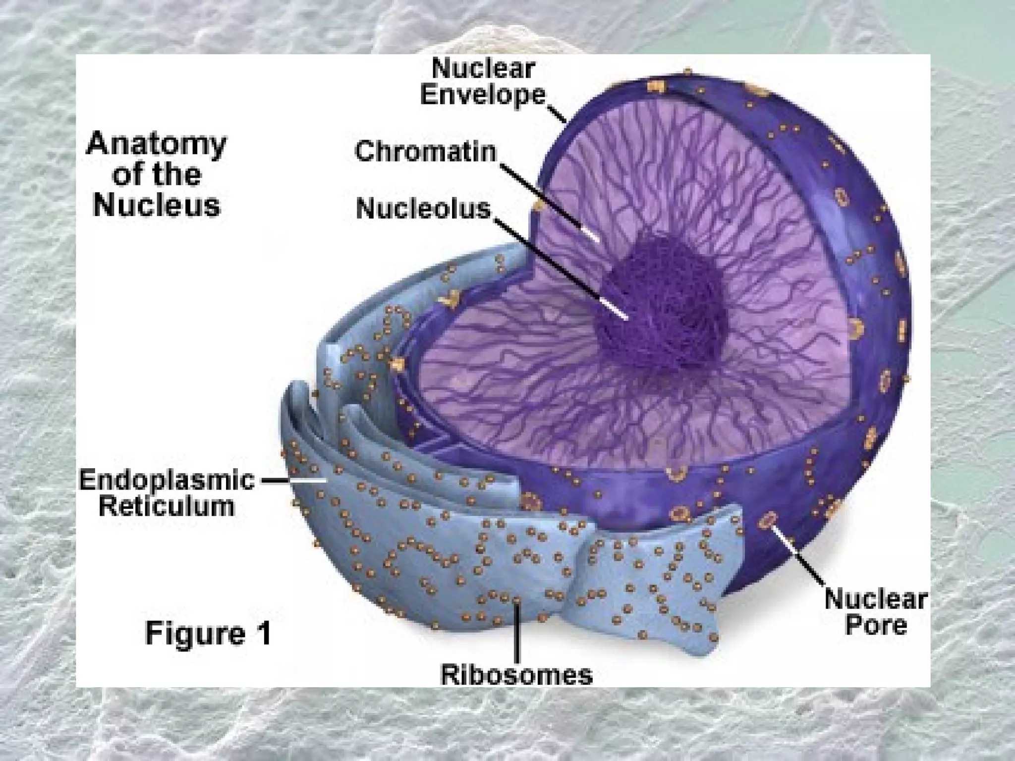 Cells 6th Grade | PPT