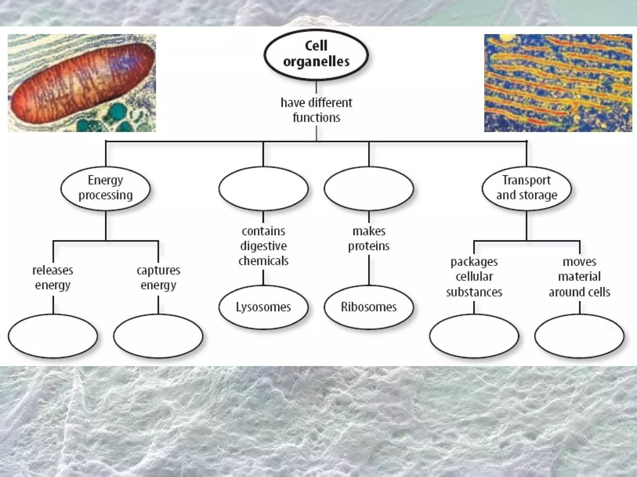 Cells 6th Grade | PPT