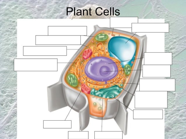 Cells 6th Grade | PPT