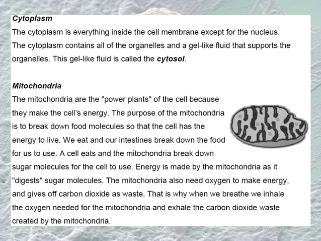 Cells 6th Grade | PPT