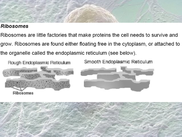 Cells 6th Grade | PPT