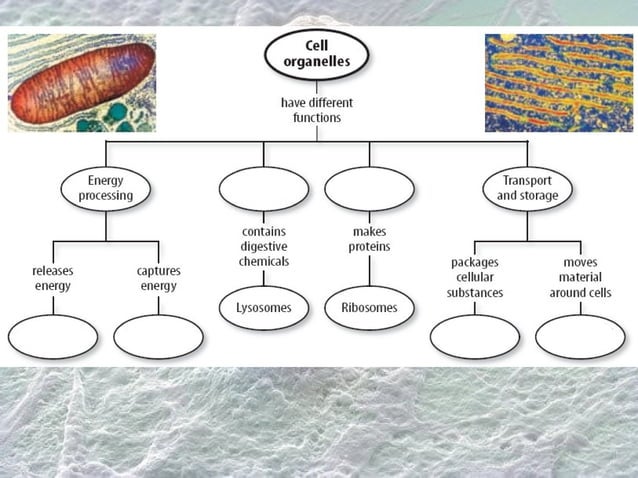 Cells 6th Grade | PPT