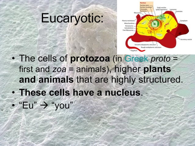Cells 6th Grade | PPT