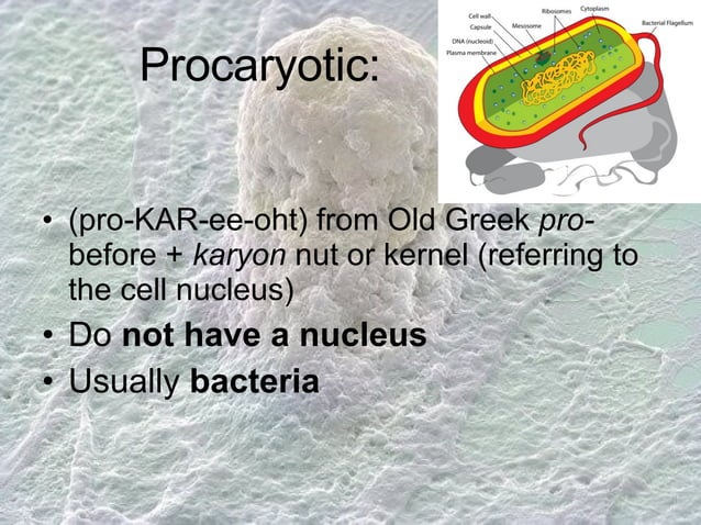 Cells 6th Grade | PPT