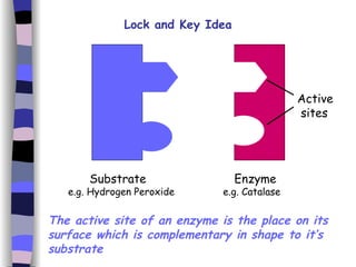 Cells And Enzymes | PPT