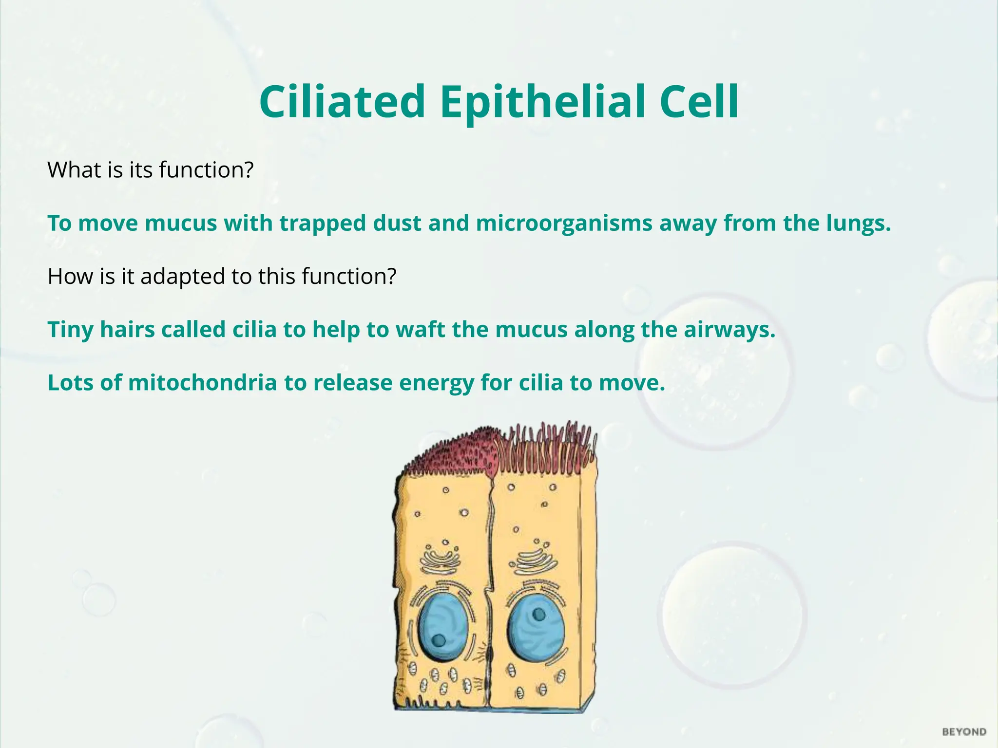 Cells-and-Organisation-L4-Specialised-Cells-PowerPoint.pptx