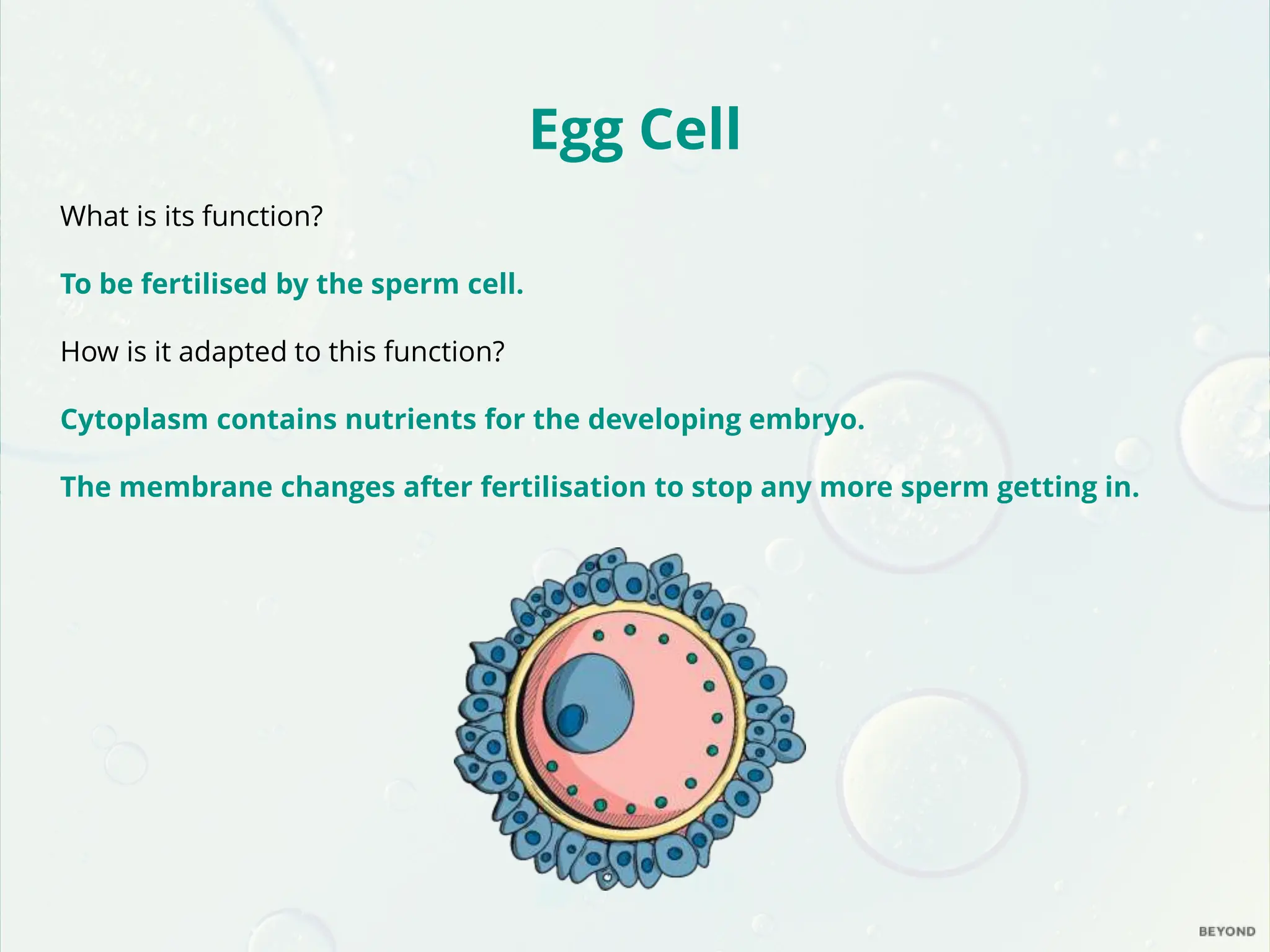 Cells-and-Organisation-L4-Specialised-Cells-PowerPoint.pptx