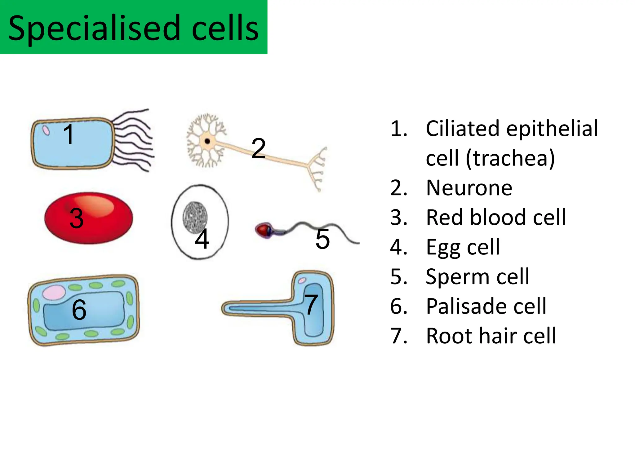 Cells-and-Organisation-L4-Specialised-Cells-PowerPoint.pptx