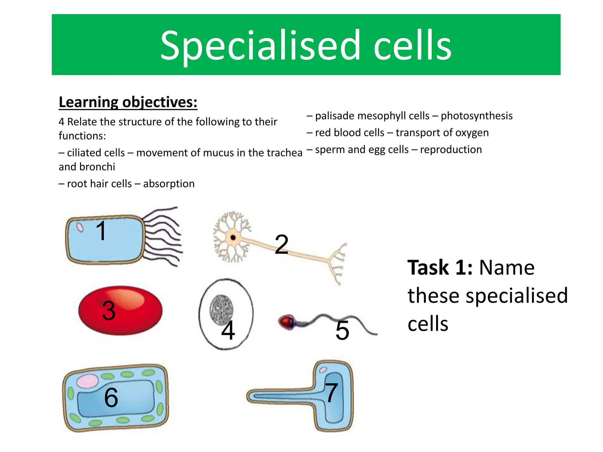 Cells-and-Organisation-L4-Specialised-Cells-PowerPoint.pptx
