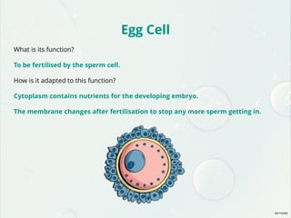 Cells-and-Organisation-L4-Specialised-Cells-PowerPoint.pptx