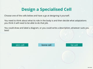 Cells-and-Organisation-L4-Specialised-Cells-PowerPoint.pptx