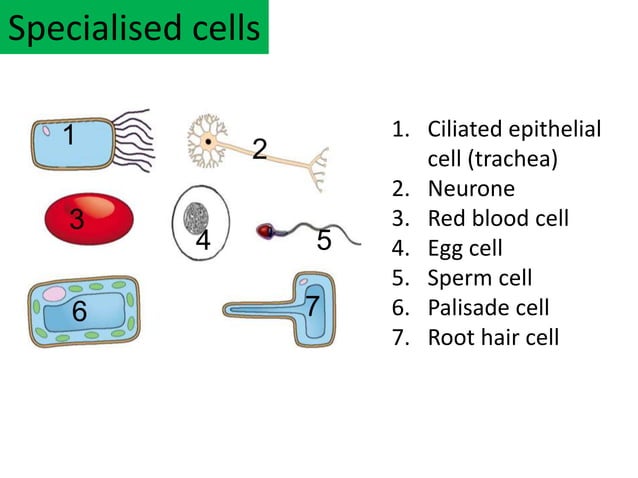 Cells-and-Organisation-L4-Specialised-Cells-PowerPoint.pptx