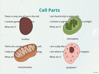 Cells-and-Organisation-L4-Specialised-Cells-PowerPoint.pptx
