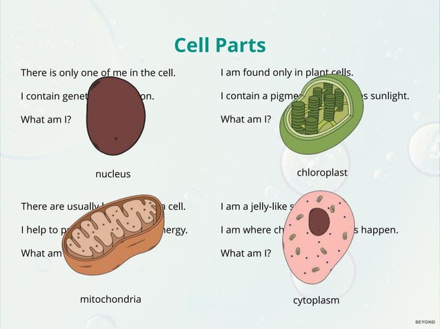 Cells-and-Organisation-L4-Specialised-Cells-PowerPoint.pptx