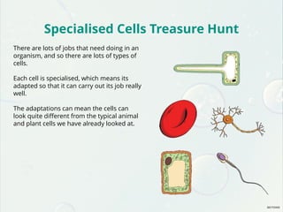 Cells-and-Organisation-L4-Specialised-Cells-PowerPoint.pptx