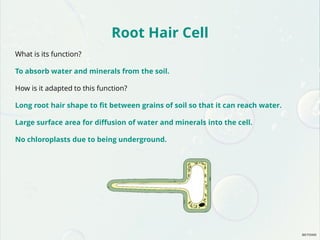 Cells-and-Organisation-L4-Specialised-Cells-PowerPoint.pptx