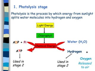 Cells And Photosynthesis | PPT
