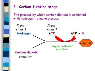 Cells And Photosynthesis | PPT