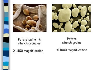 Cells And Photosynthesis | PPT