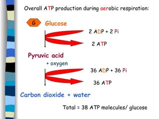 Cells And Respiration | PPT
