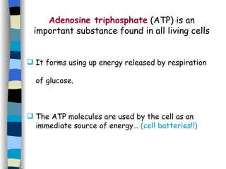 Cells And Respiration | PPT
