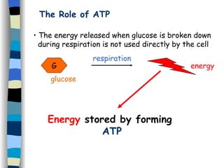 Cells And Respiration | PPT