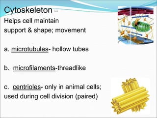 Cells-and-the-Cell-Theory, Gen.Bio 1 Stem 11 A | PDF