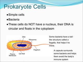 Cells-and-the-Cell-Theory, Gen.Bio 1 Stem 11 A | PDF
