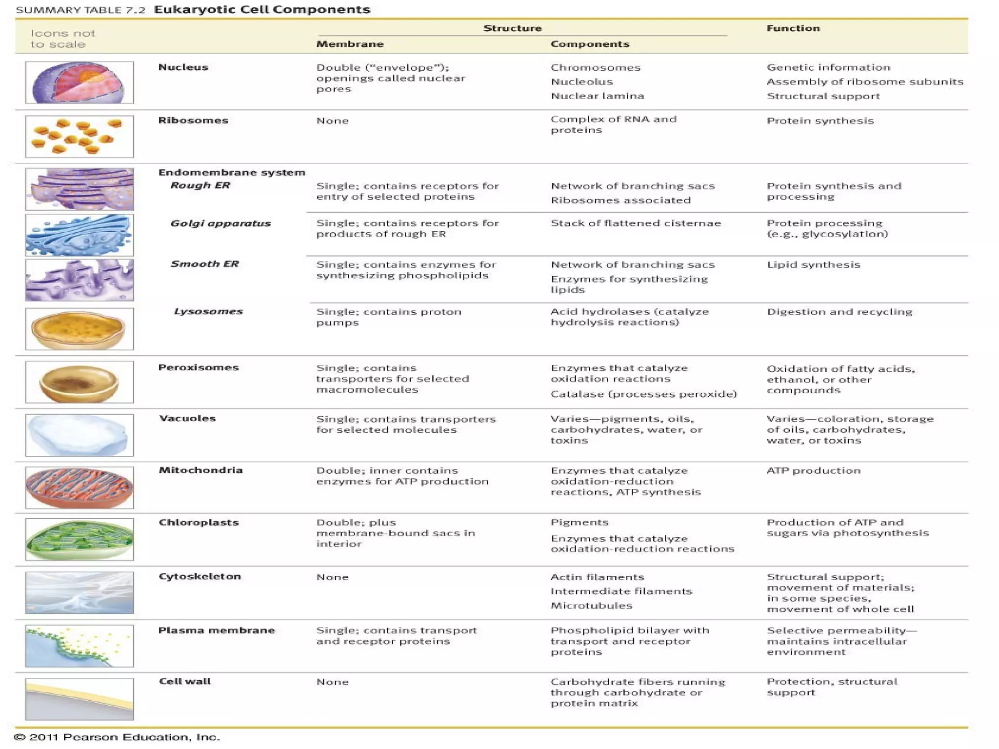 Cell - cell structure - Tissues, Organ systems and organisms (IGCSE ...