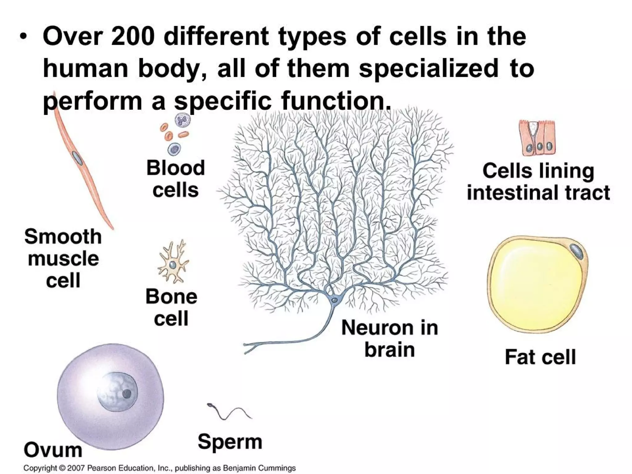 Cell - cell structure - Tissues, Organ systems and organisms (IGCSE ...