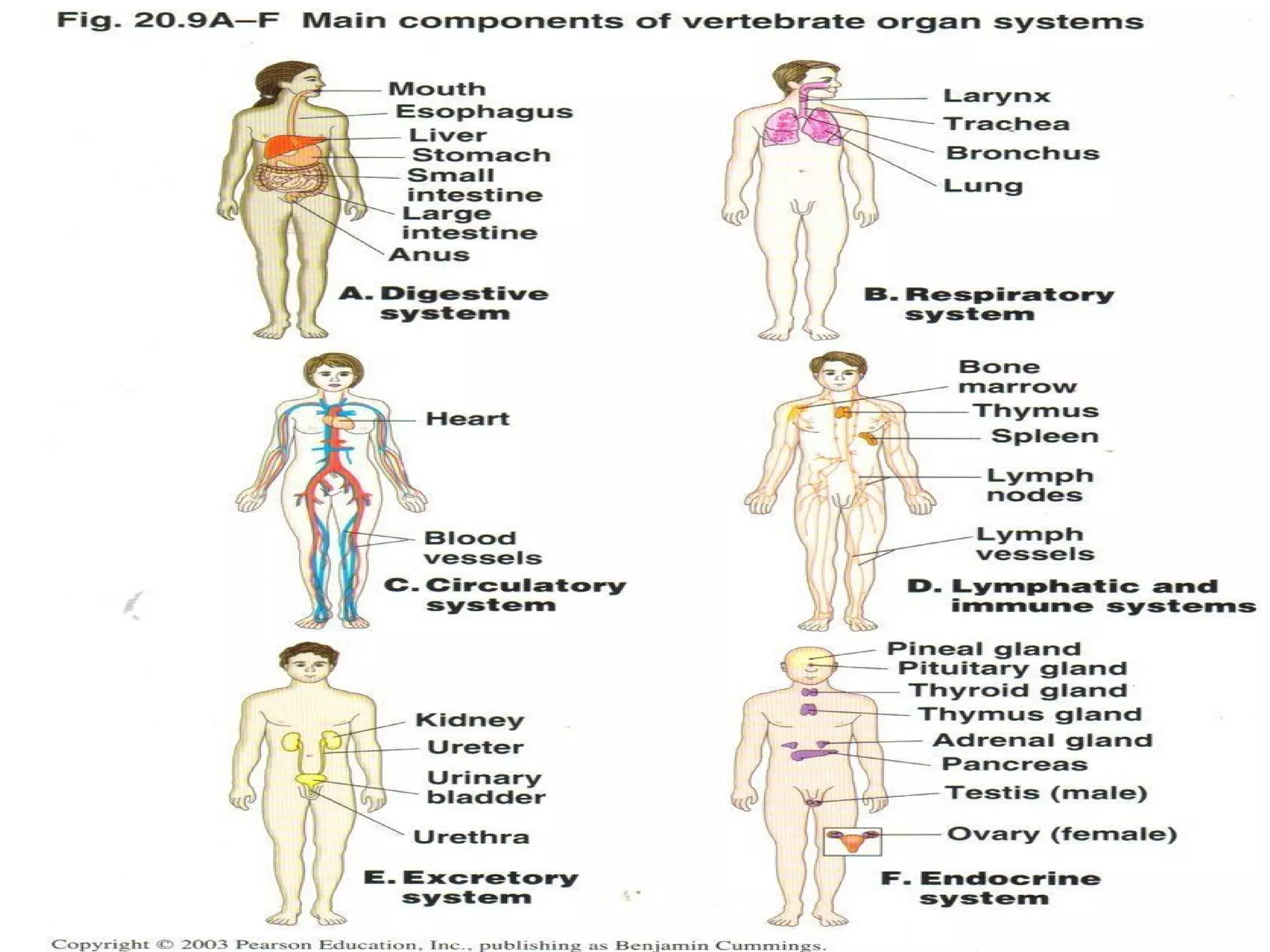 Cell - cell structure - Tissues, Organ systems and organisms (IGCSE ...