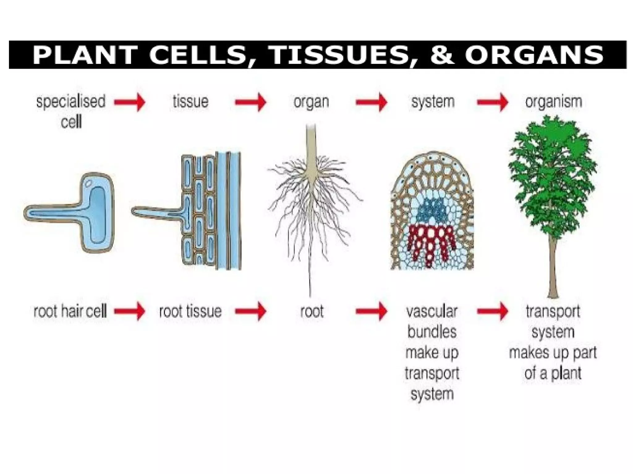 Cell - cell structure - Tissues, Organ systems and organisms (IGCSE ...