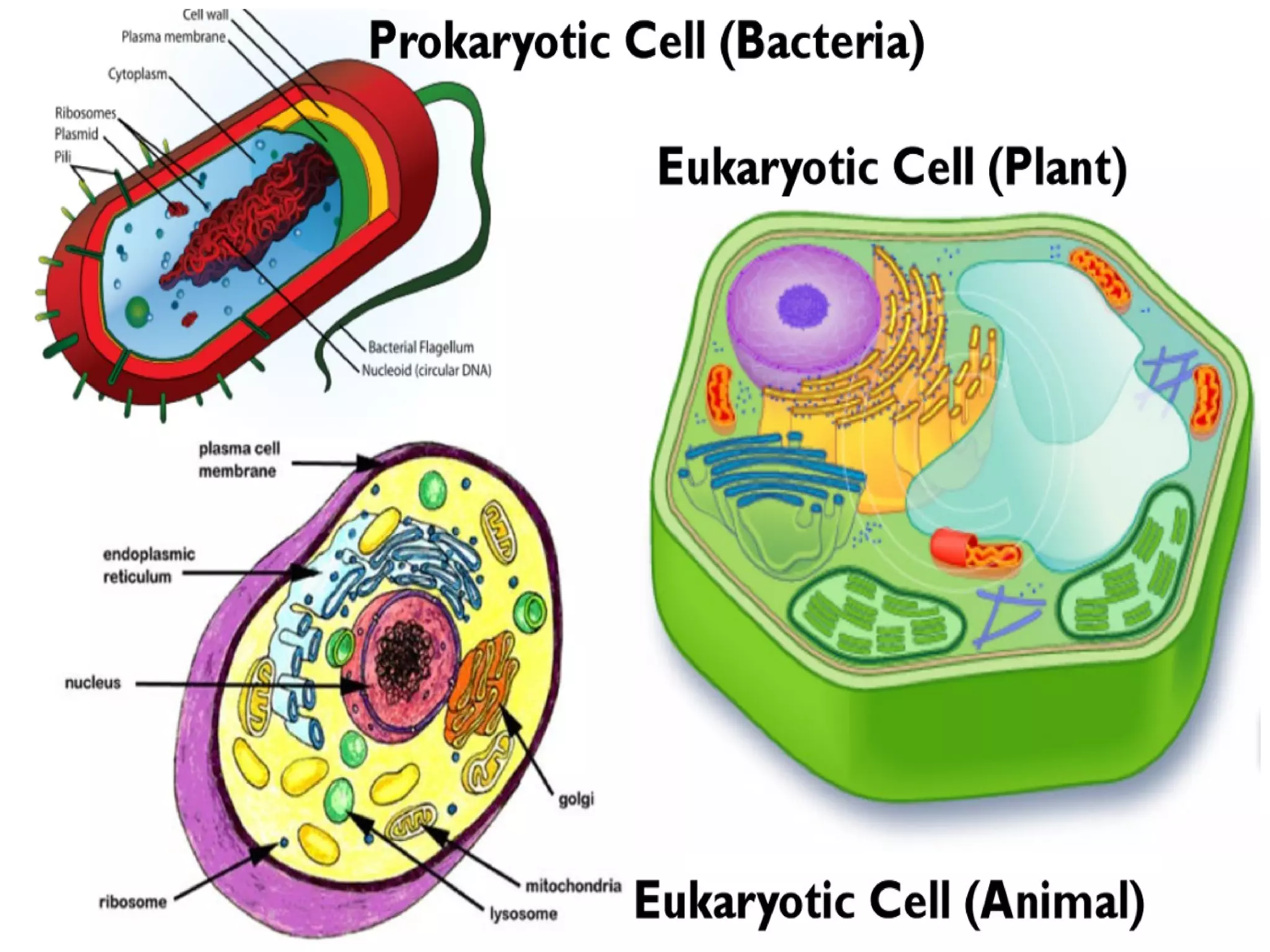 Cell - cell structure - Tissues, Organ systems and organisms (IGCSE ...