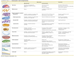 Cell - cell structure - Tissues, Organ systems and organisms (IGCSE ...
