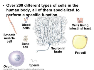 Cell - cell structure - Tissues, Organ systems and organisms (IGCSE ...
