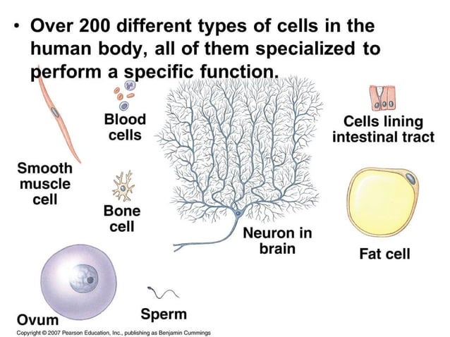 Cell - cell structure - Tissues, Organ systems and organisms (IGCSE ...