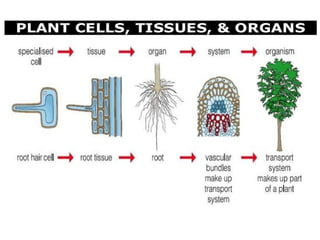 Cell - cell structure - Tissues, Organ systems and organisms (IGCSE ...