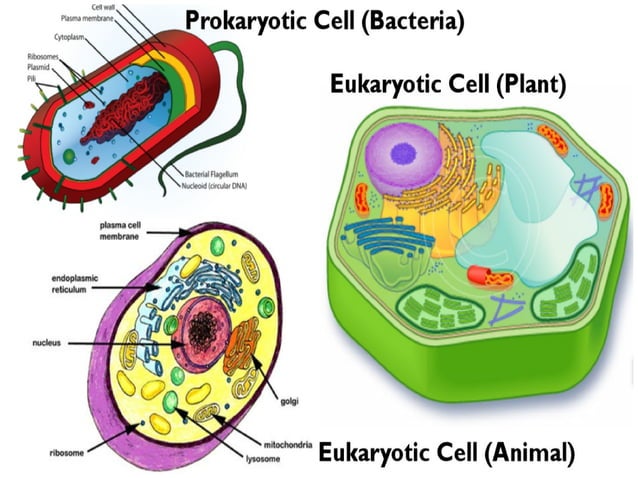 Cell - cell structure - Tissues, Organ systems and organisms (IGCSE ...