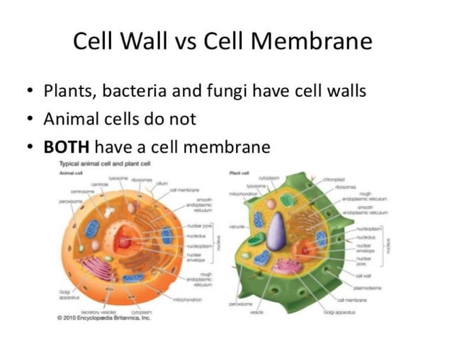Cell - cell structure - Tissues, Organ systems and organisms (IGCSE ...